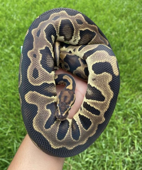 Leopard 66% Het Clown Ball Python by Slytherdor Morphs MB LLC