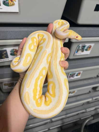 Black Pastel Albino Ball Python by Slytherdor Morphs MB LLC