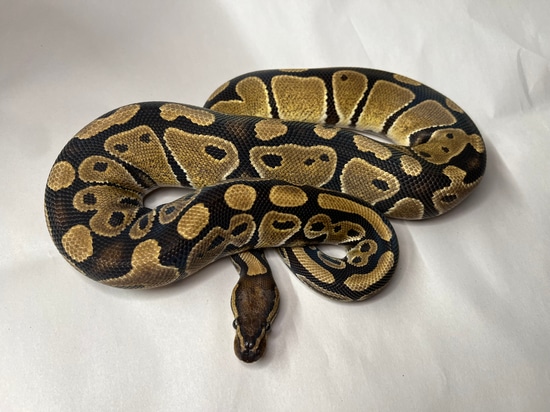 DH Dreamsicle Ball Python by Slytherdor Morphs MB LLC