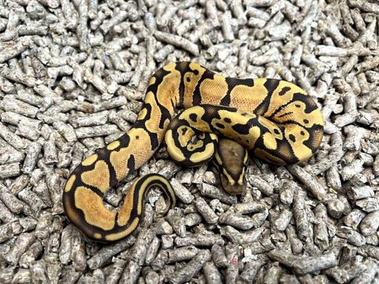 1.2 Hypo Project 2 Ball Python by Slytherdor Morphs MB LLC