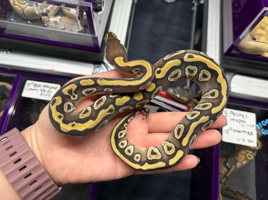 Mojave Het Clown Ball Python by Slytherdor Morphs MB LLC