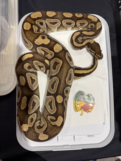 Imperfect Mojave Ball Python by Slytherdor Morphs MB LLC