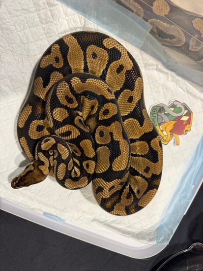 PICKY Pastel Het Clown Ball Python by Slytherdor Morphs MB LLC