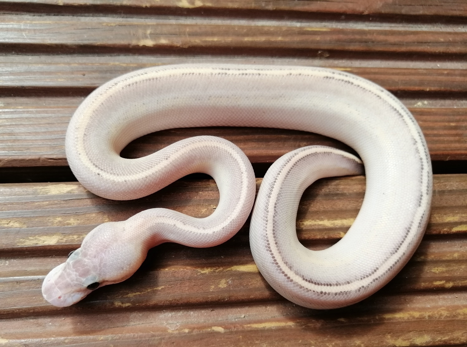 Cinnamon Puma Het Albino Ball Python by MC Balls - MorphMarket