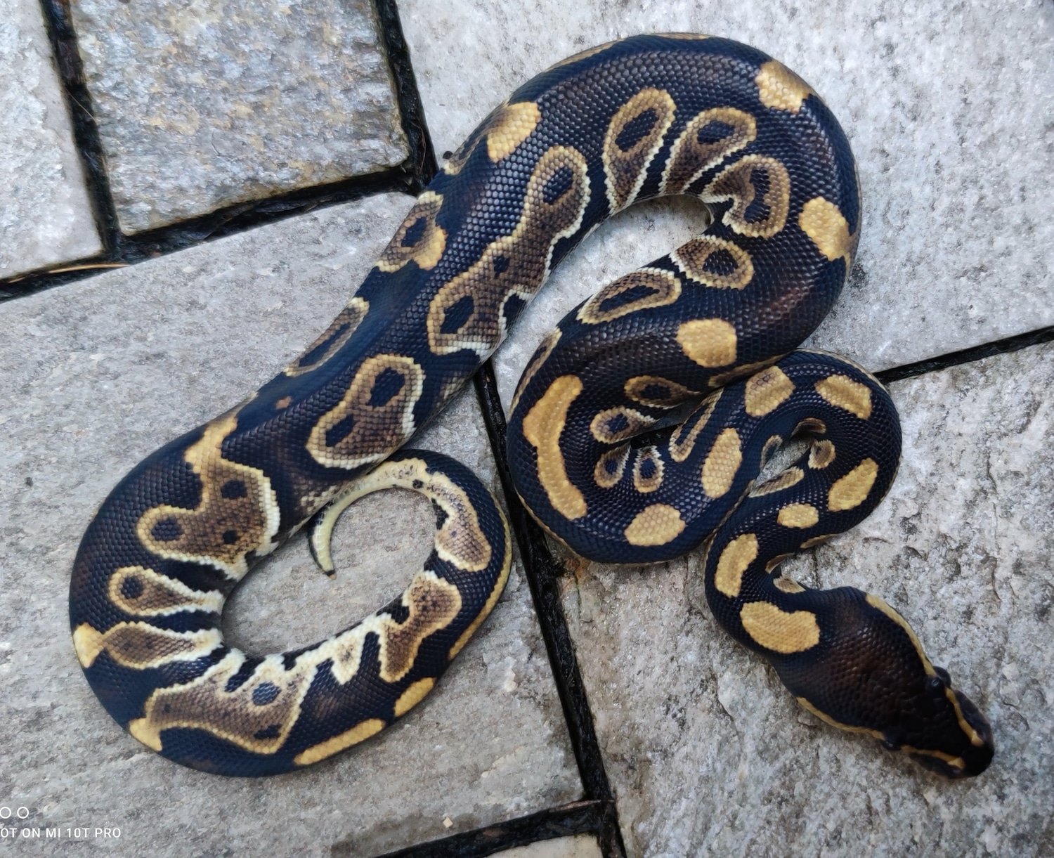Chocolate 50% Pos Het Albino Ball Python by MC Balls - MorphMarket