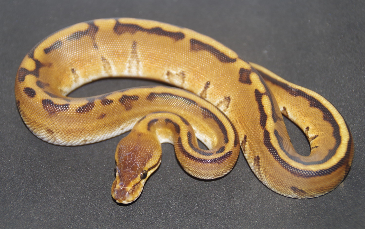 Genetic Stripe Het Albino Ball Python by MC Balls - MorphMarket