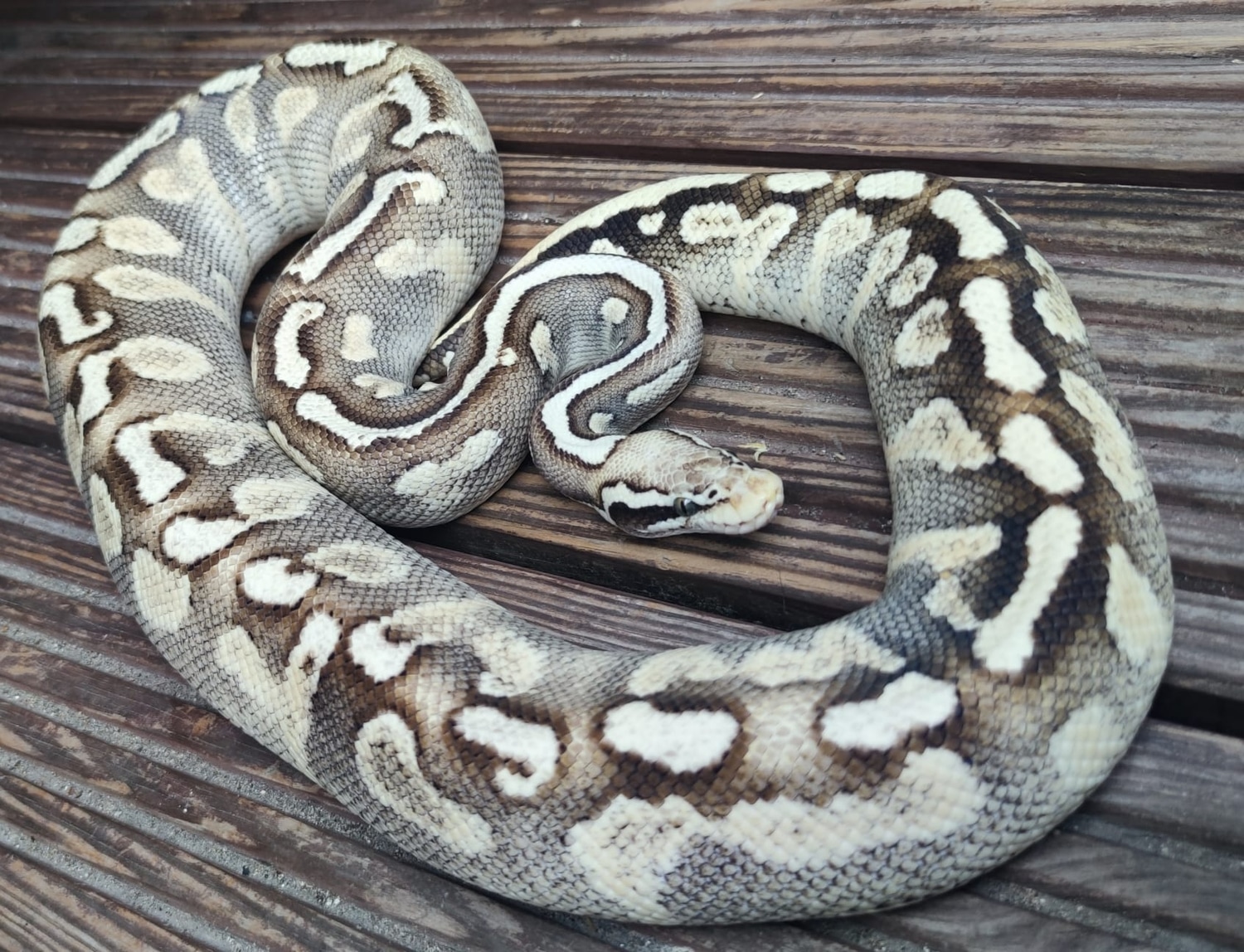 Spotnose Pastel Yellow Belly Phantom GHI Ball Python by MC Balls ...