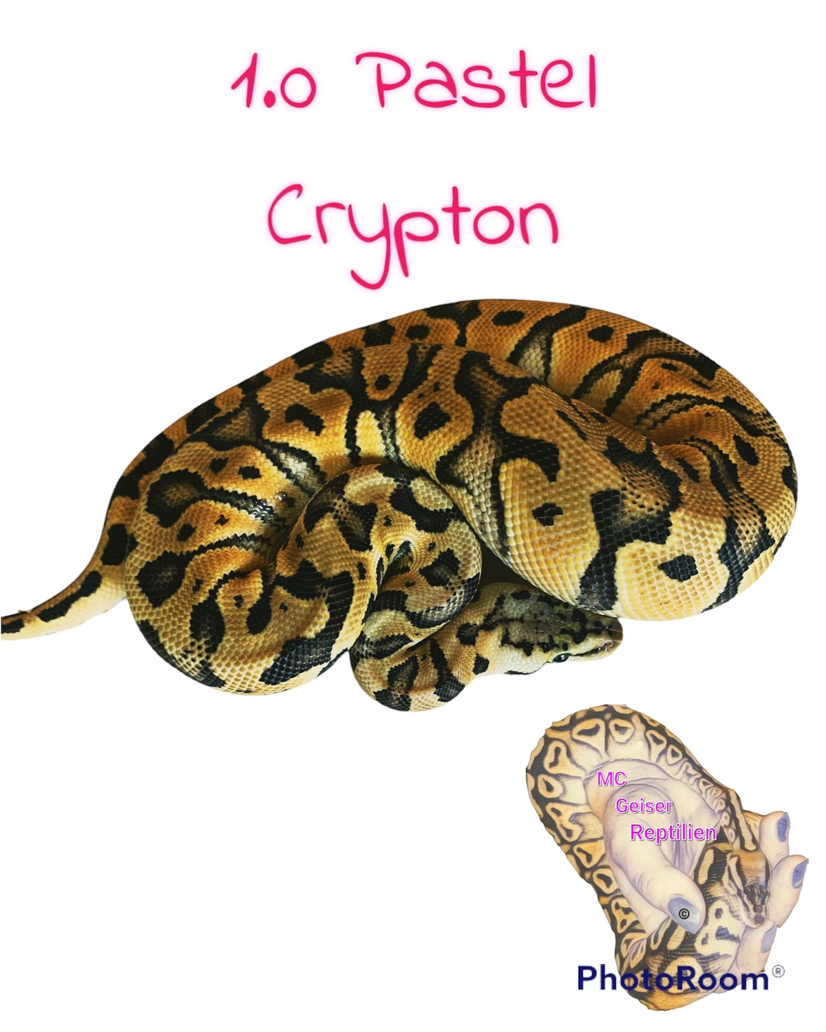 1.0 Pastel Crypton Ball Python by MC_Geiser_Reptilien - MorphMarket