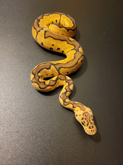 Firefly Clown Ball Python by MC Morphs