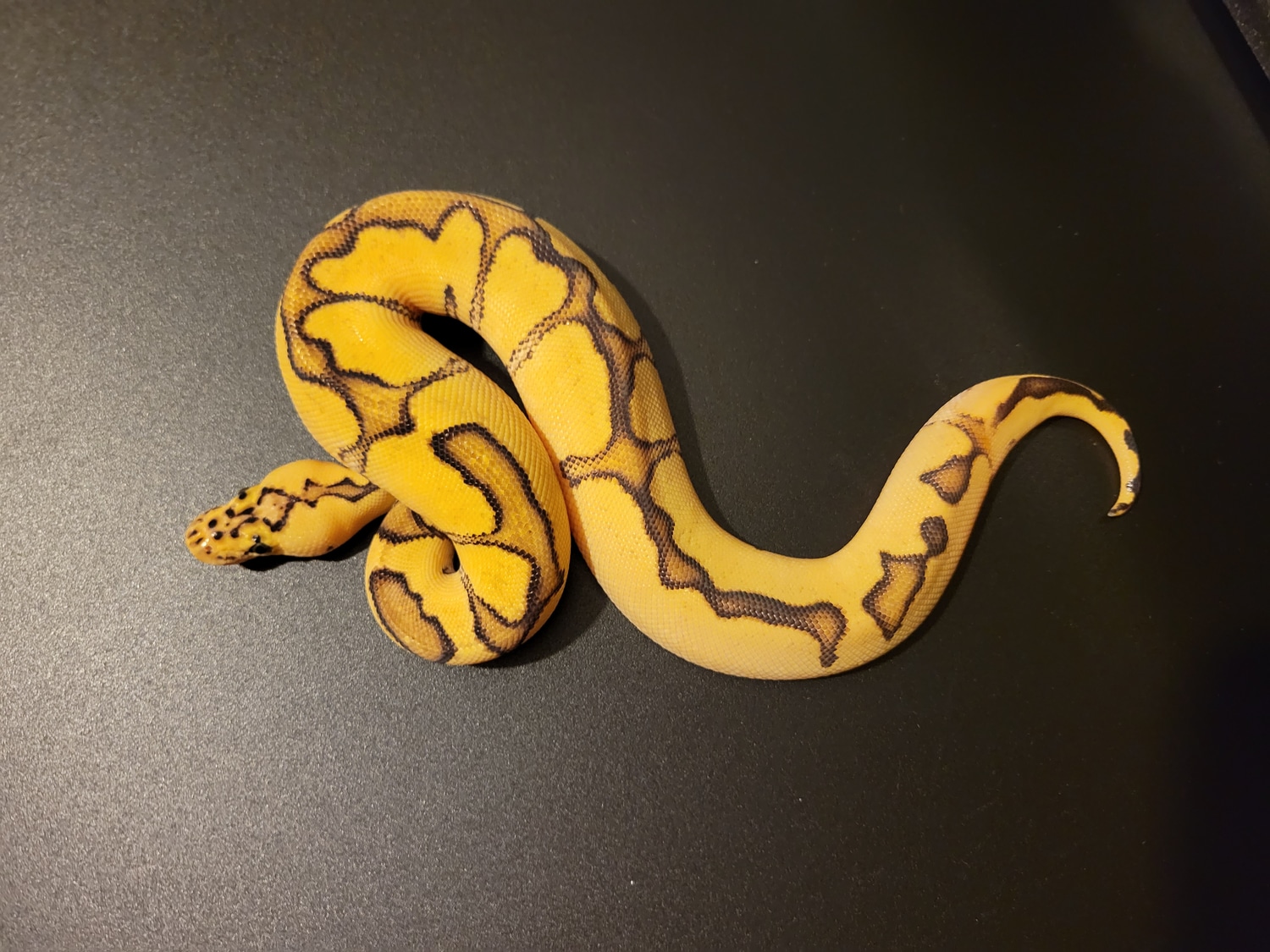 Enchi Firefly Clown Ball Python by MC Morphs - MorphMarket