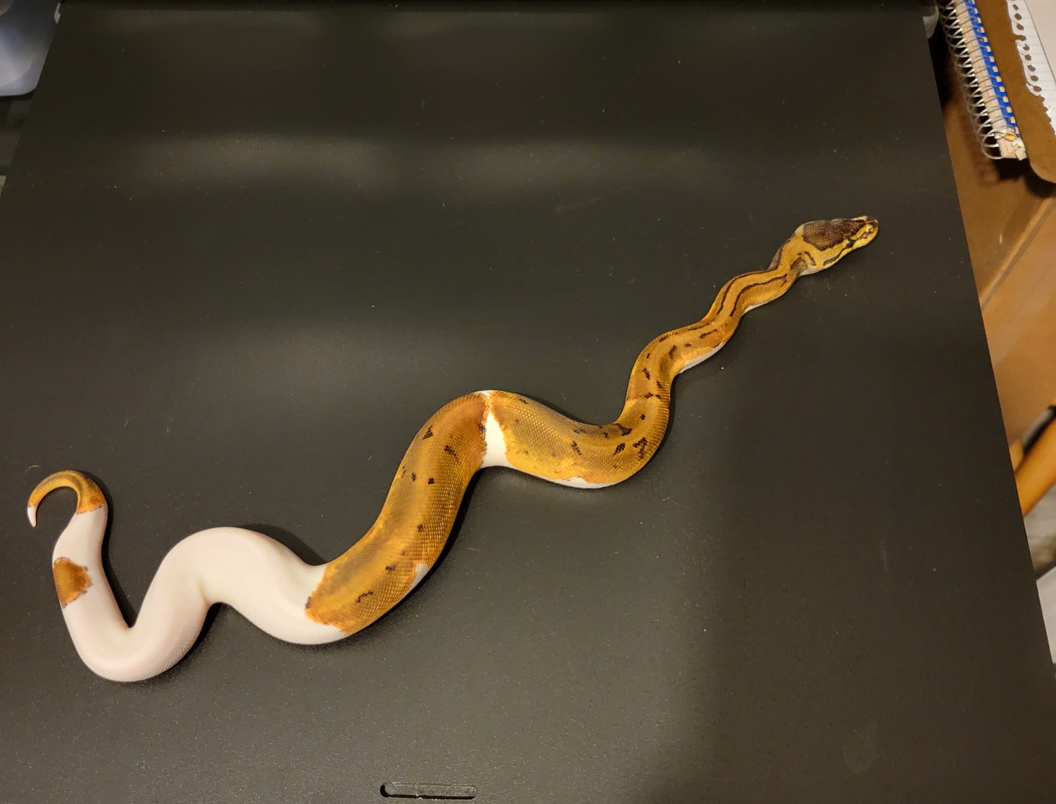 Pinstripe Piebald Ball Python by MC Morphs - MorphMarket