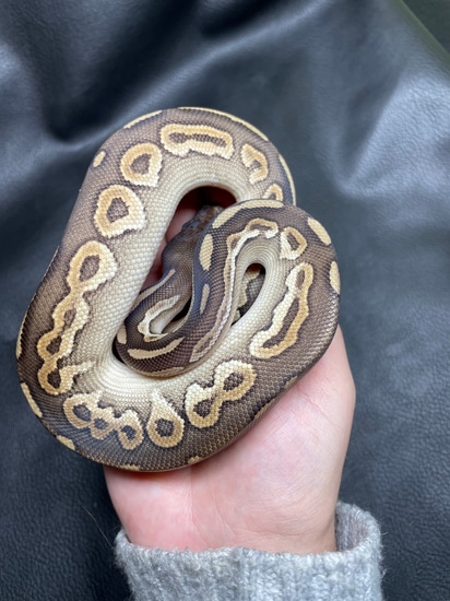 Cinnamon HRA Mojave Ball Python by Wide Eyed Morphs LLC
