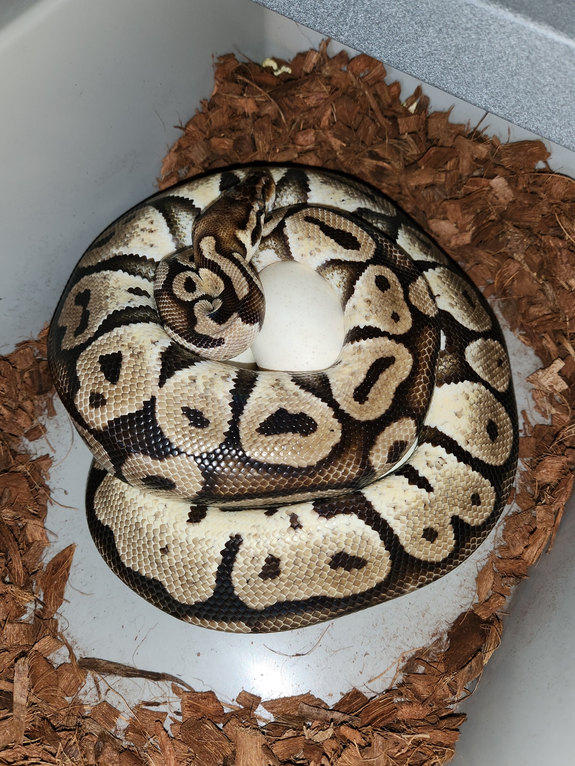 Pastel Ball Python by Carranza Family Royals - MorphMarket