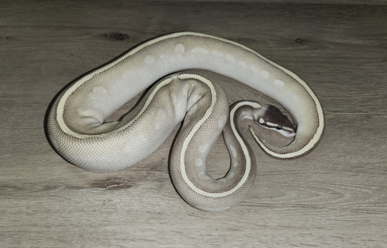 Deep Purple Passion Ball Python by Carranza Family Royals