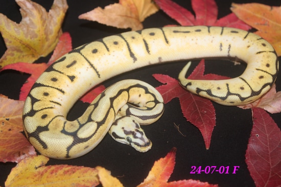 Calico SH Pastel Spider Ball Python by Carranza Family Royals