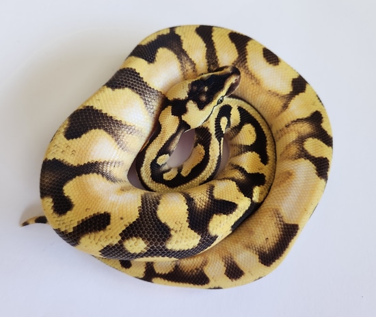 S. Enchi OD Calico Ball Python by Carranza Family Royals