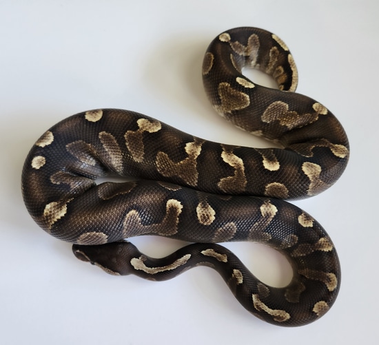 GHI Enchi YB Ball Python by Carranza Family Royals