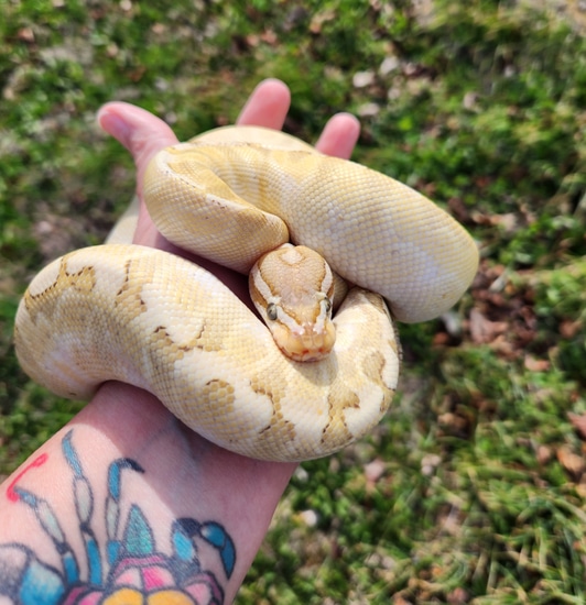 Hypo Bamboo GHI Ball Python by Carranza Family Royals