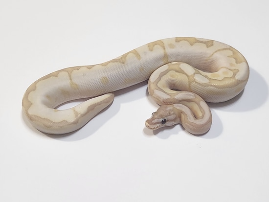 Banana Calico Spider Pos Yb Ball Python by Carranza Family Royals