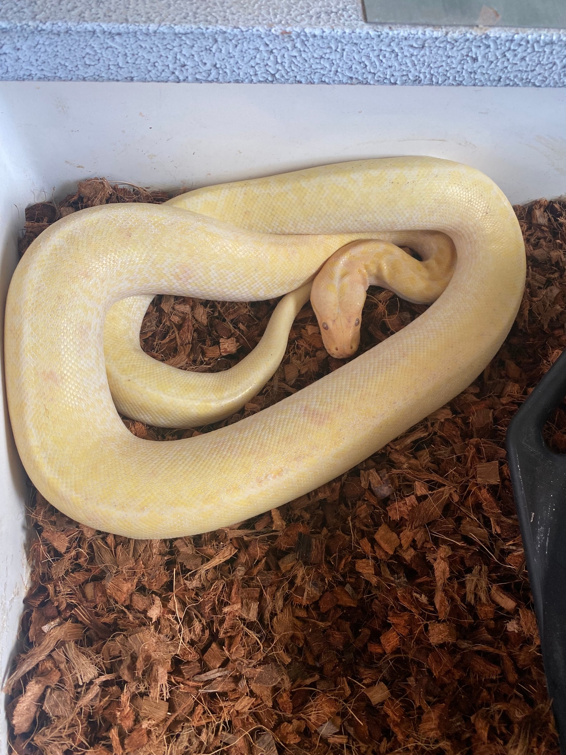 *Free Shipping!* Pearl Granite 66% H. Green 50% H. Labyrinth Burmese ...