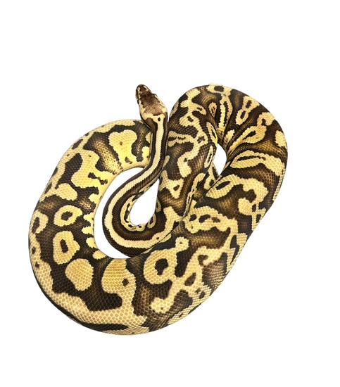 Super Pastel Mocha Acid Ball Python by Rogue valley ball pythons LLC