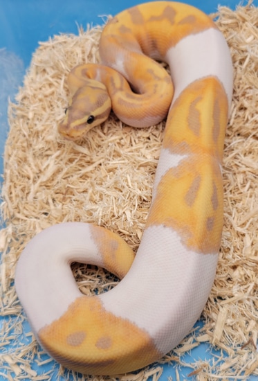 Banana Pied Ball Python by Buffalo Ridge Reptiles