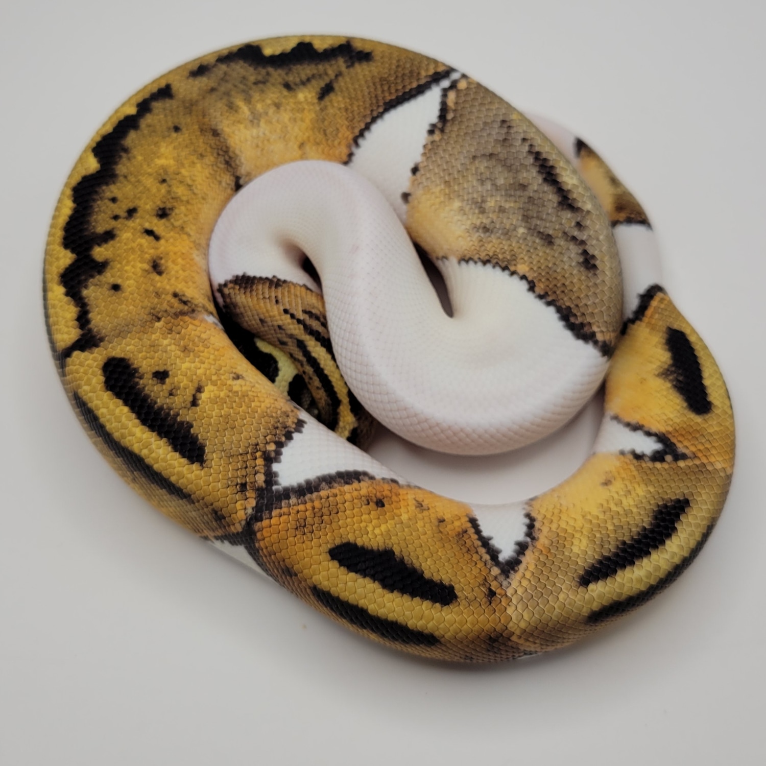Pastel Pied Ball Python by Buffalo Ridge Reptiles - MorphMarket