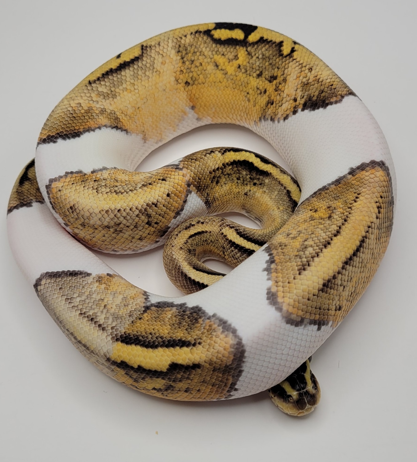 Super Pastel Pied Ball Python by Buffalo Ridge Reptiles - MorphMarket