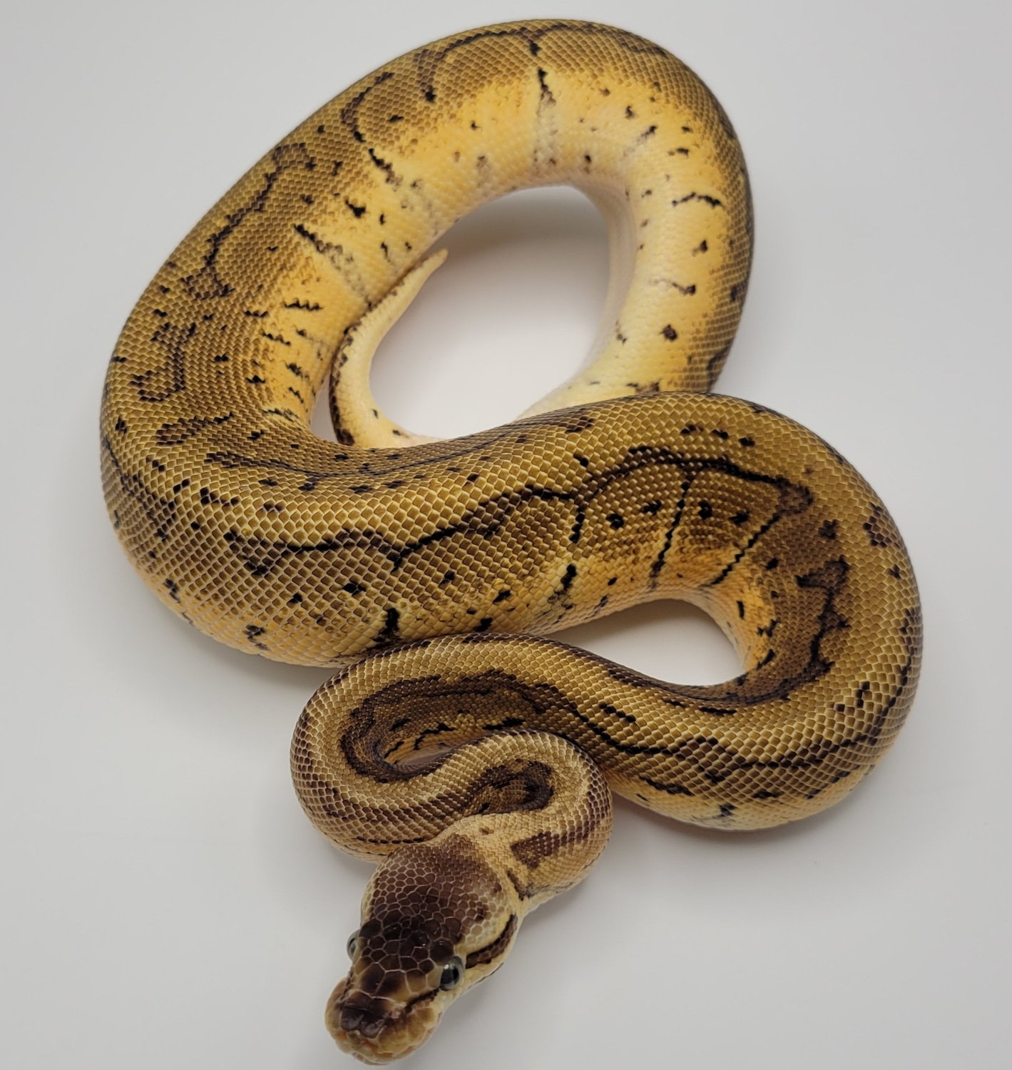 Lemon Blast Ball Python by Buffalo Ridge Reptiles - MorphMarket