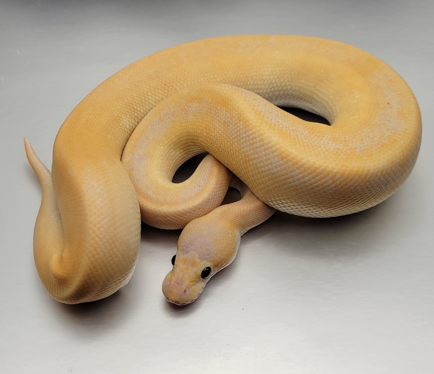 Banana Champagne Black Pastel Ball Python by Buffalo Ridge Reptiles ...