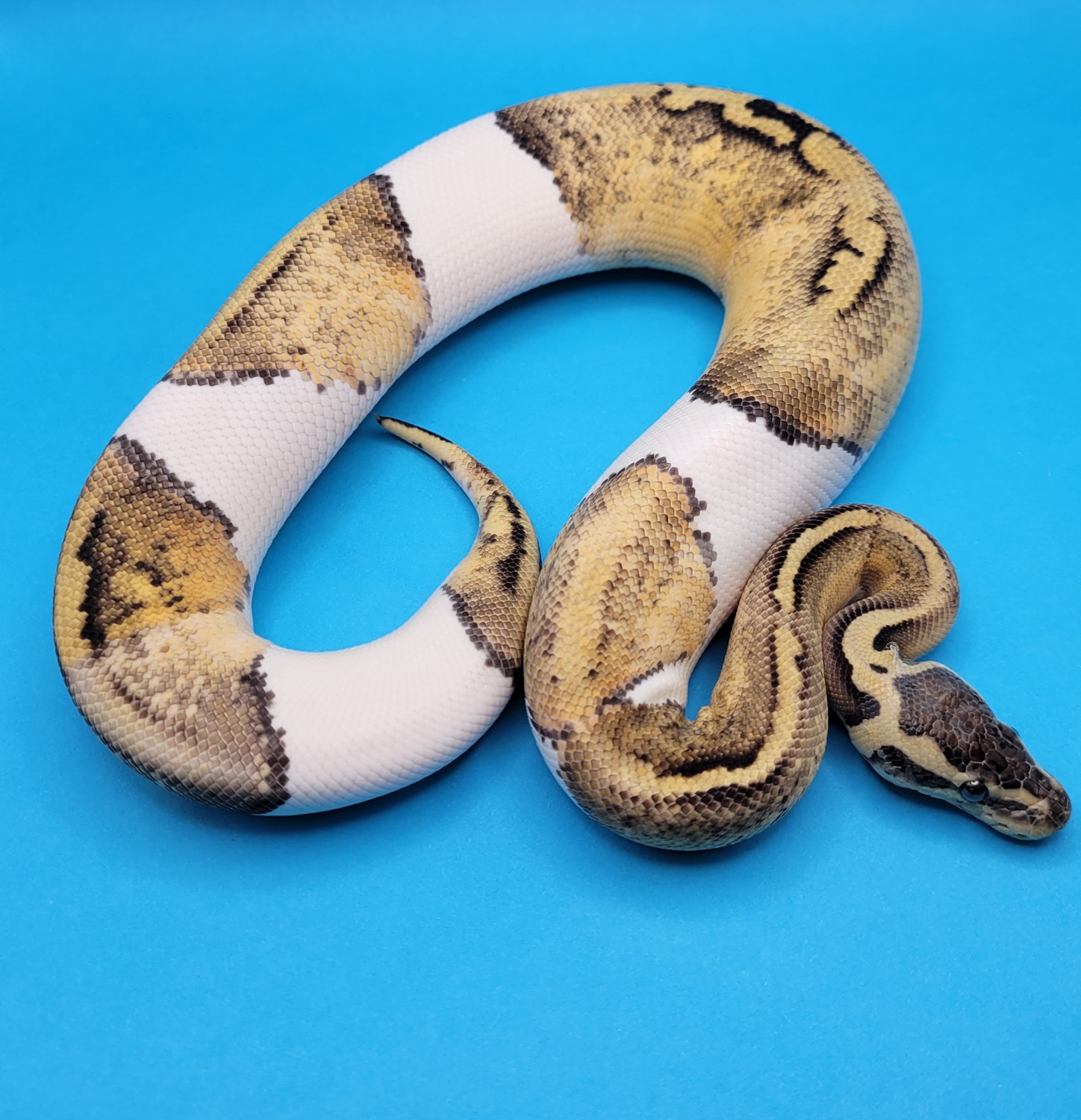 Super Pastel Pied Ball Python by Buffalo Ridge Reptiles - MorphMarket