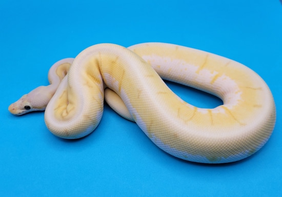 Coral Glow Pastel Spider Pinstripe Calico Ball Python by Buffalo Ridge ...