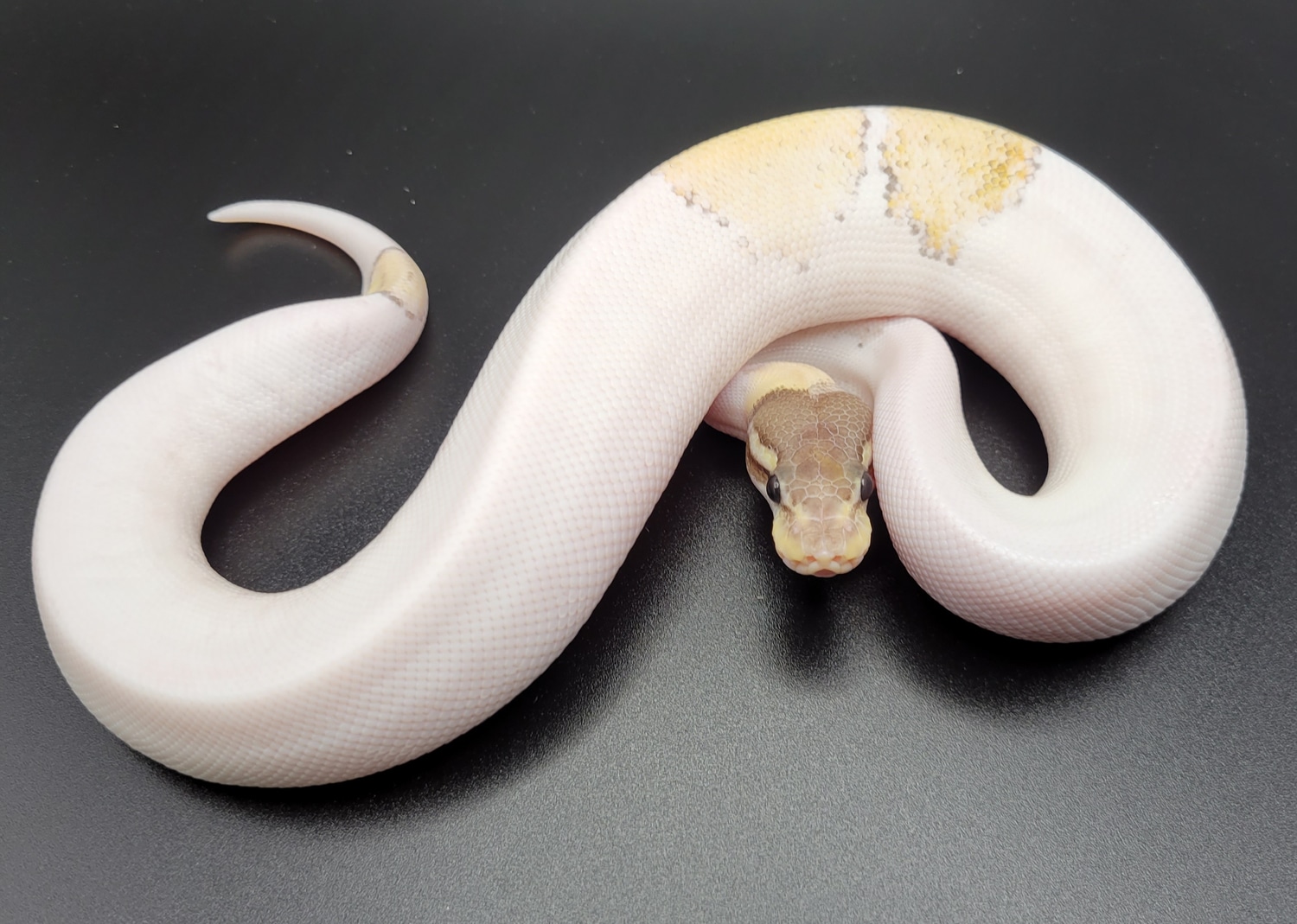 Super Pastel Mojave Pied Ball Python by Buffalo Ridge Reptiles ...