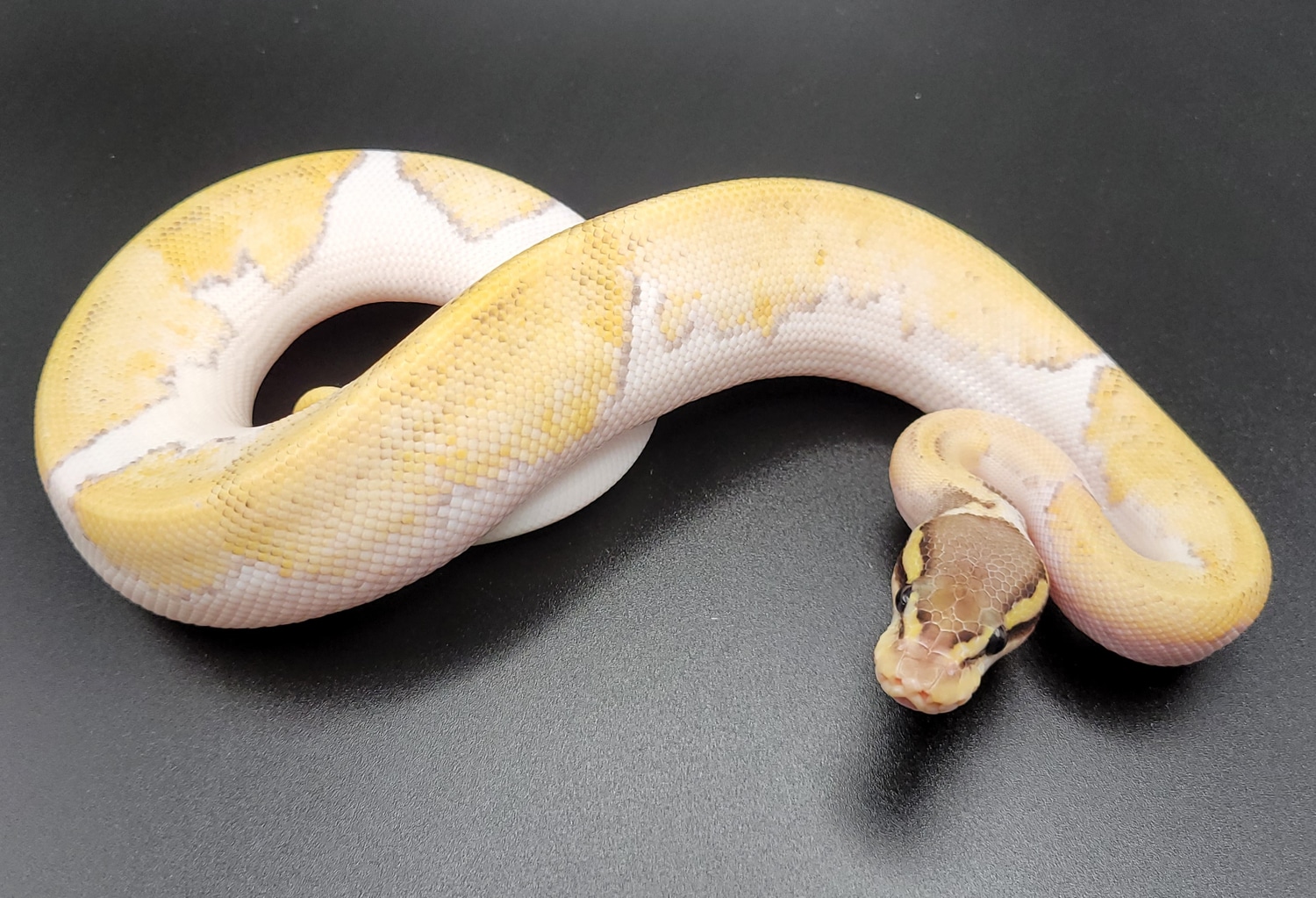 Super Pastel Mojave Pied Ball Python by Buffalo Ridge Reptiles ...