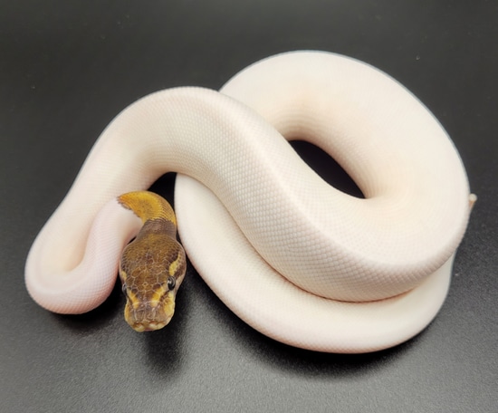 Mojave Pied Ball Python by Buffalo Ridge Reptiles