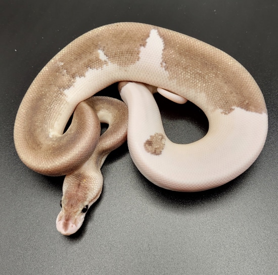 Grey Matter Ball Python by Buffalo Ridge Reptiles