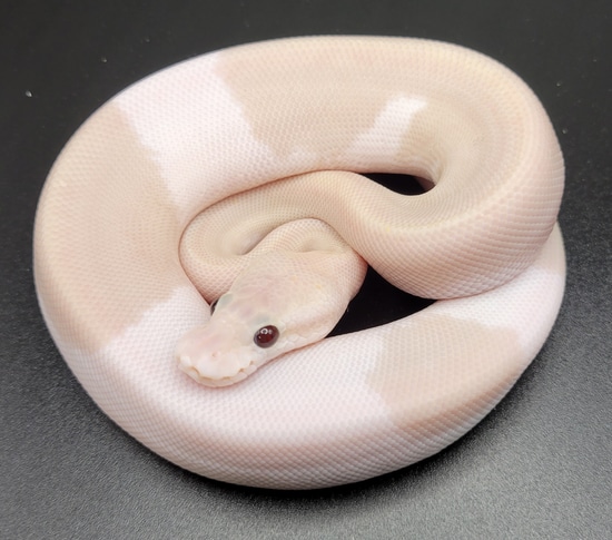 Banana Grey Matter Ball Python by Buffalo Ridge Reptiles