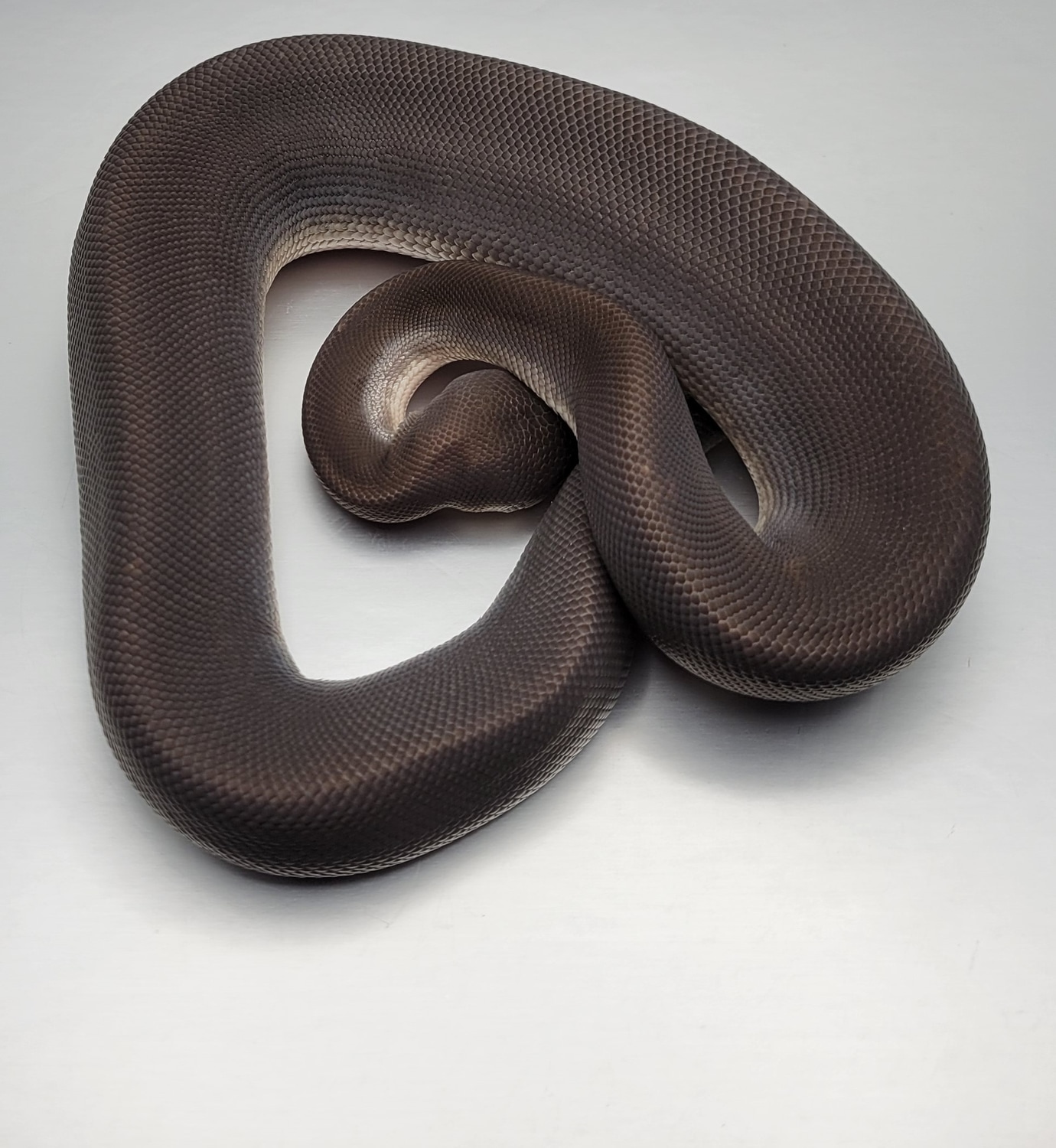 Super Cinnamon Ball Python by Buffalo Ridge Reptiles - MorphMarket