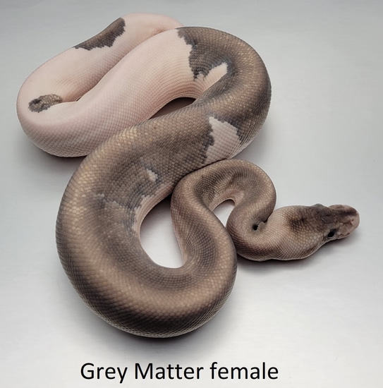 Grey Matter Ball Python by Buffalo Ridge Reptiles