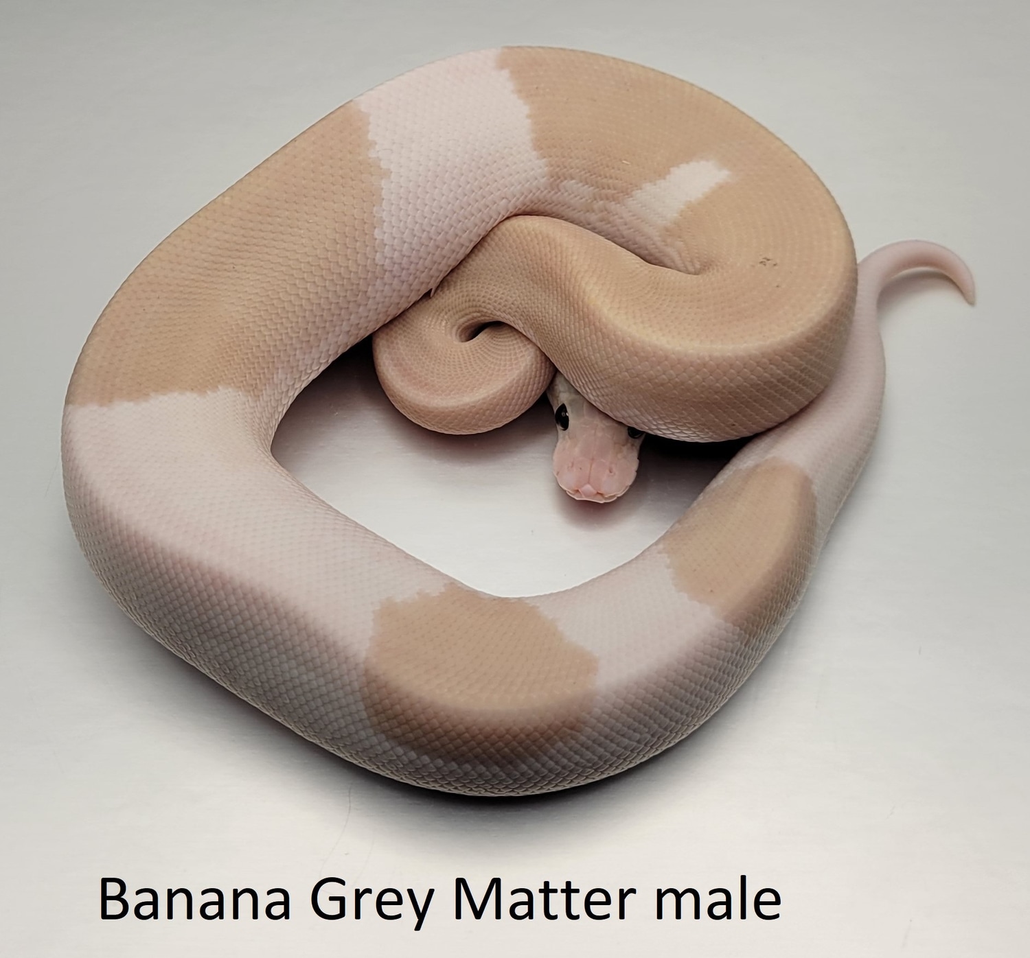 Banana Grey Matter Ball Python by Buffalo Ridge Reptiles - MorphMarket