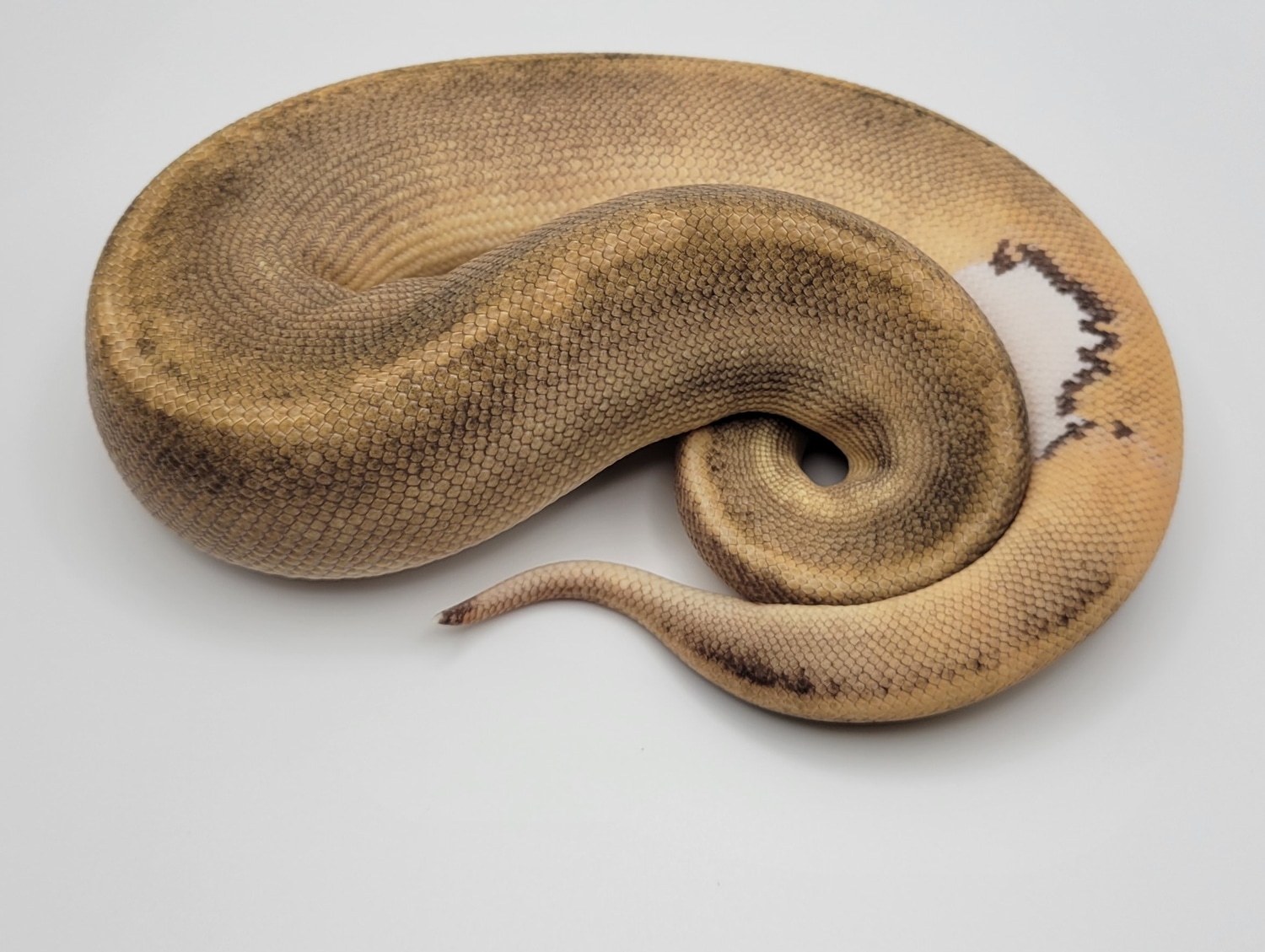 Champagne Cinnamon Female Ball Python by Buffalo Ridge Reptiles ...