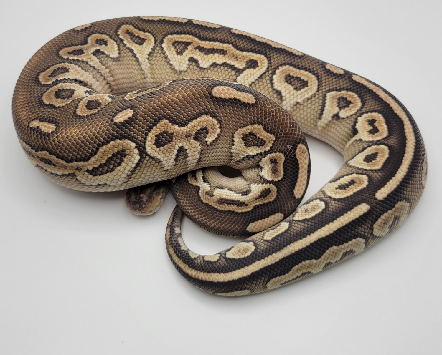 Mojave Cinnamon Het Hypo Female Ball Python by Buffalo Ridge Reptiles ...