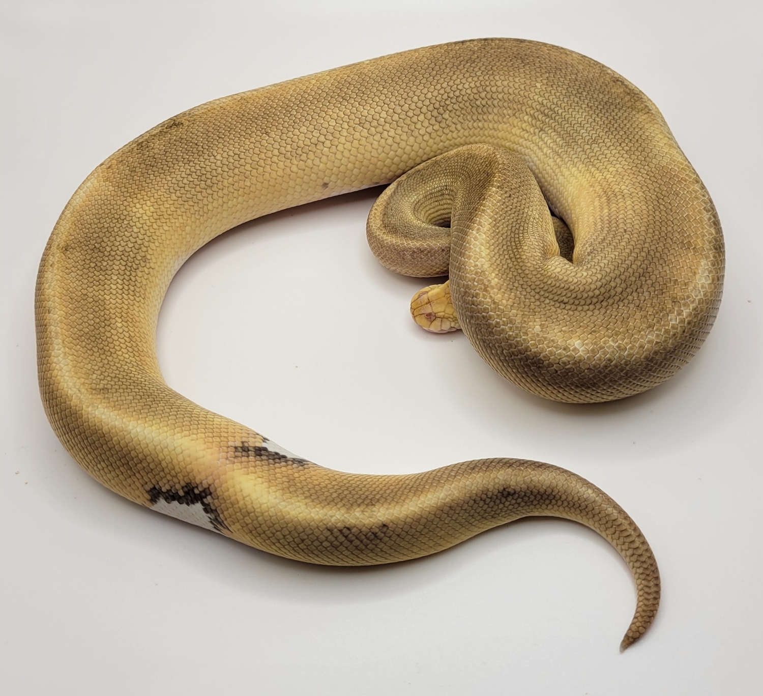 Champagne Cinnamon Female Ball Python by Buffalo Ridge Reptiles ...