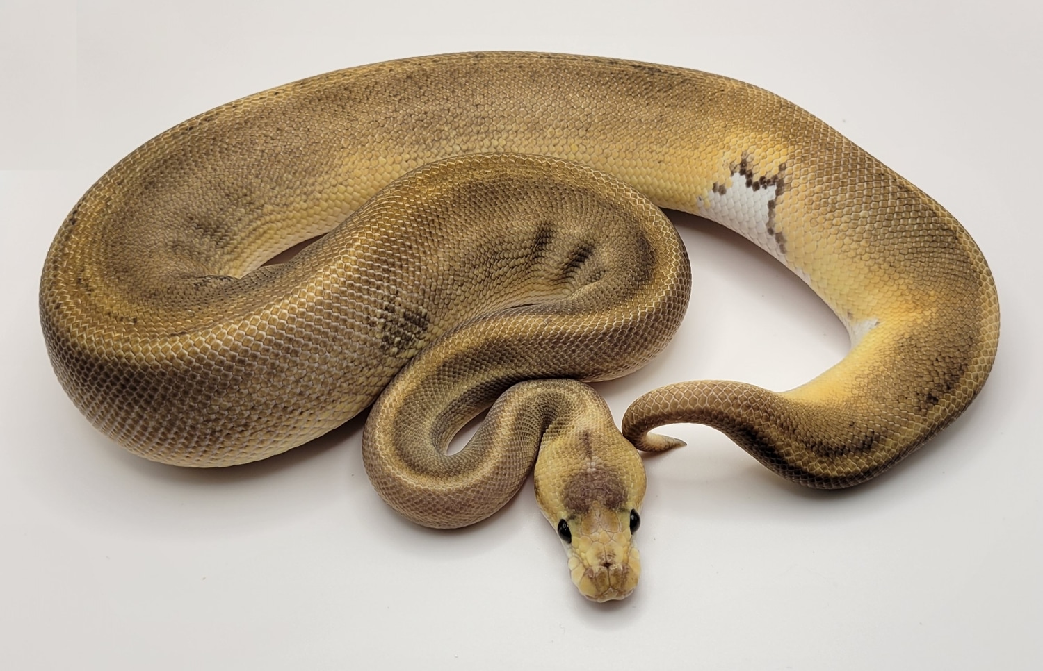 Champagne Cinnamon Female Ball Python by Buffalo Ridge Reptiles ...