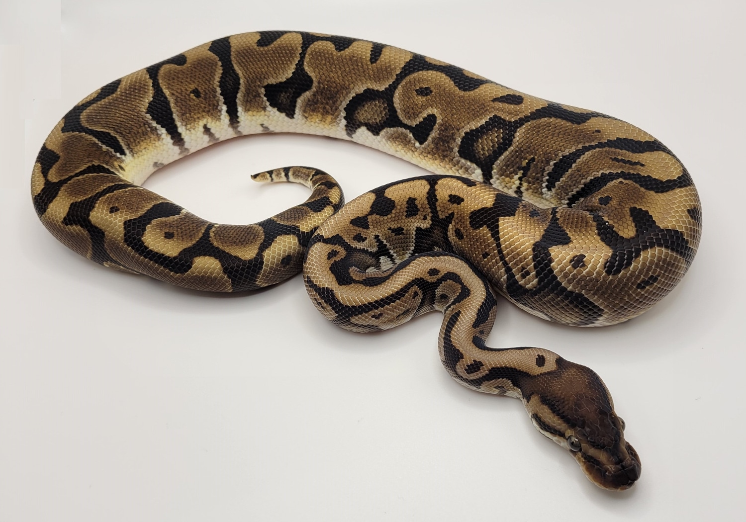HGW Yellow Belly Female Ball Python by Buffalo Ridge Reptiles - MorphMarket