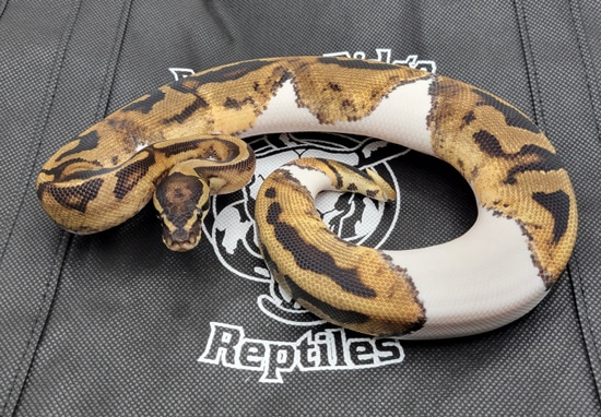 Pied Ball Python by Buffalo Ridge Reptiles