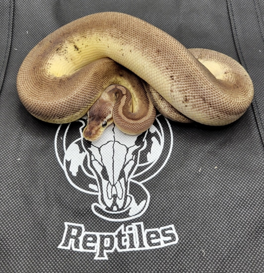 Calico Pewter Yellowbelly Ball Python by Buffalo Ridge Reptiles