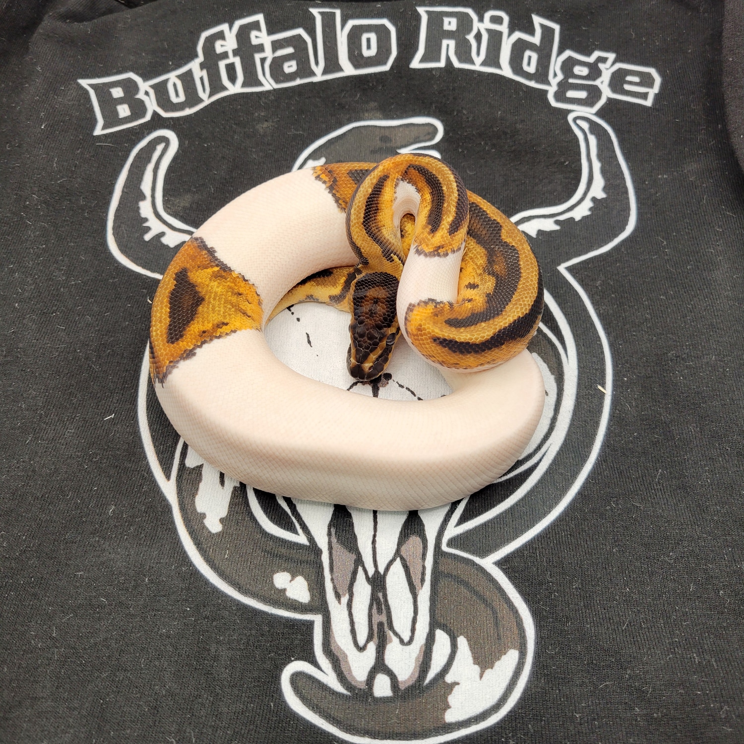 Pied Het Clown (*Shed tested)