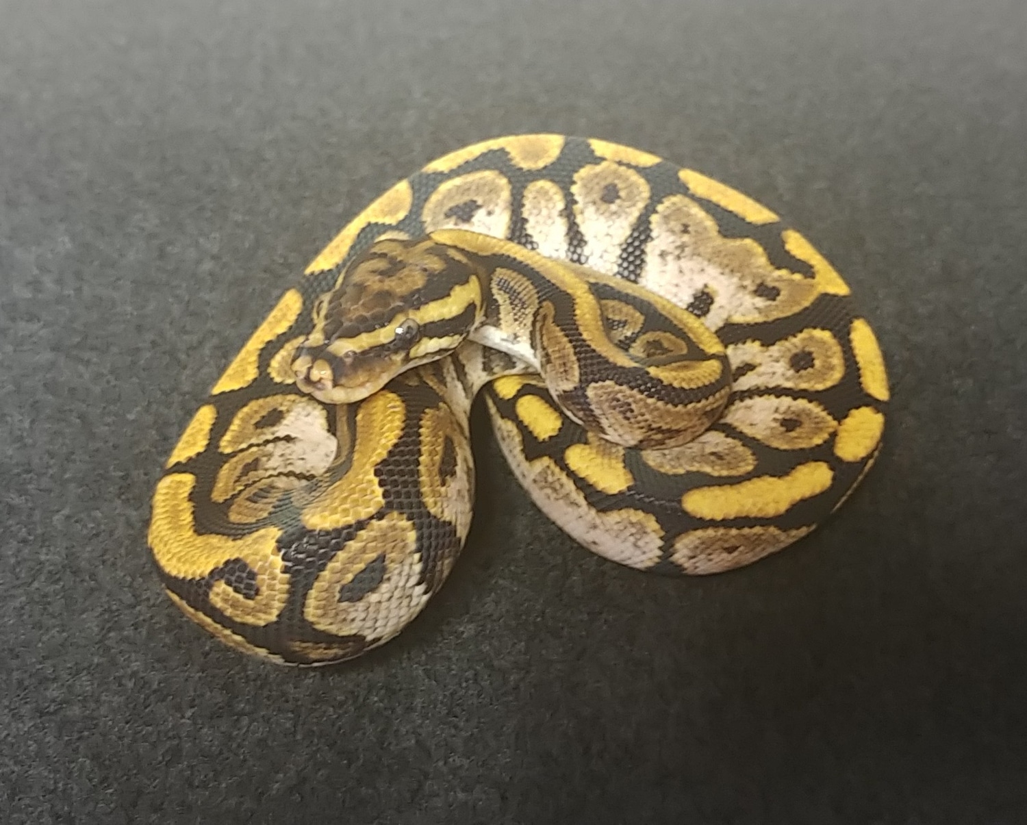 Calico Spotnose Ball Python by McBride Ball Pythons - MorphMarket