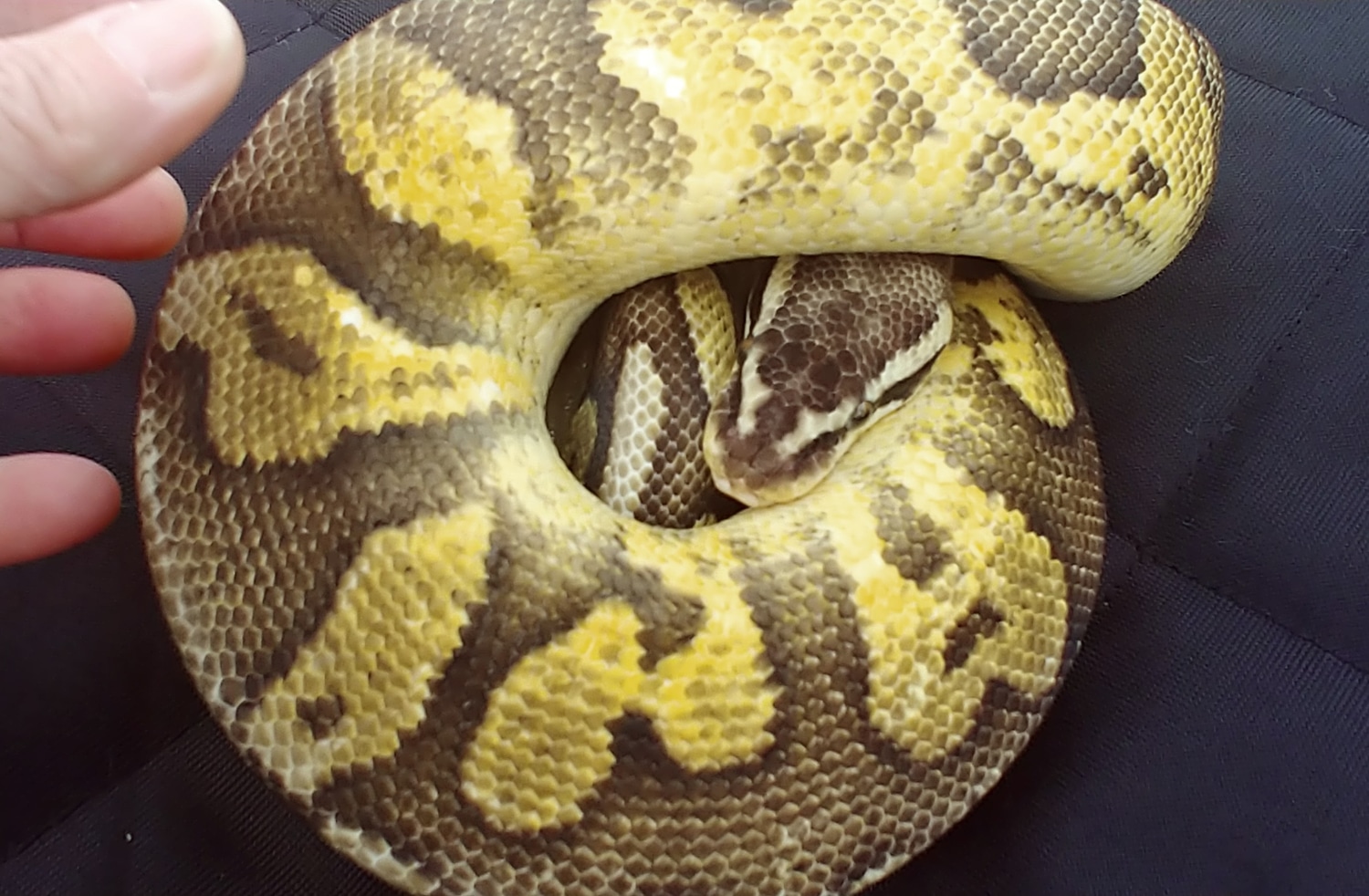 Super Pastel Sugar Ball Python by McBride Ball Pythons - MorphMarket